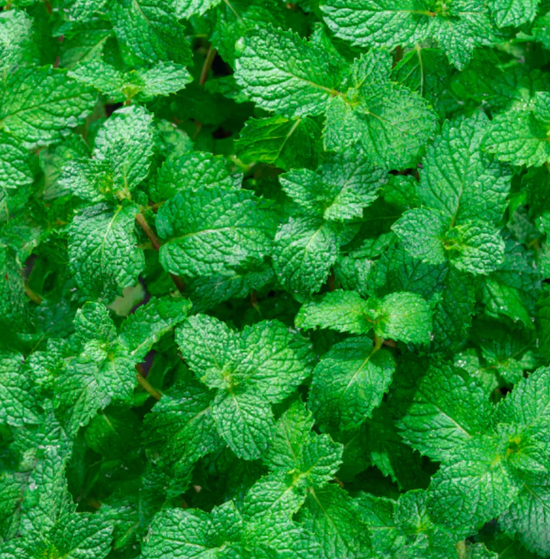 RELX Nova (16,000 Puffs) – Relx Cebu